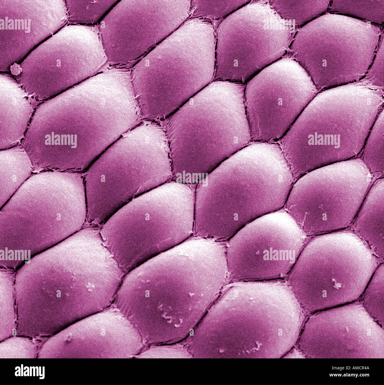 A scanning electron micrograph (SEM) of a Dianthus petal, magnified ...