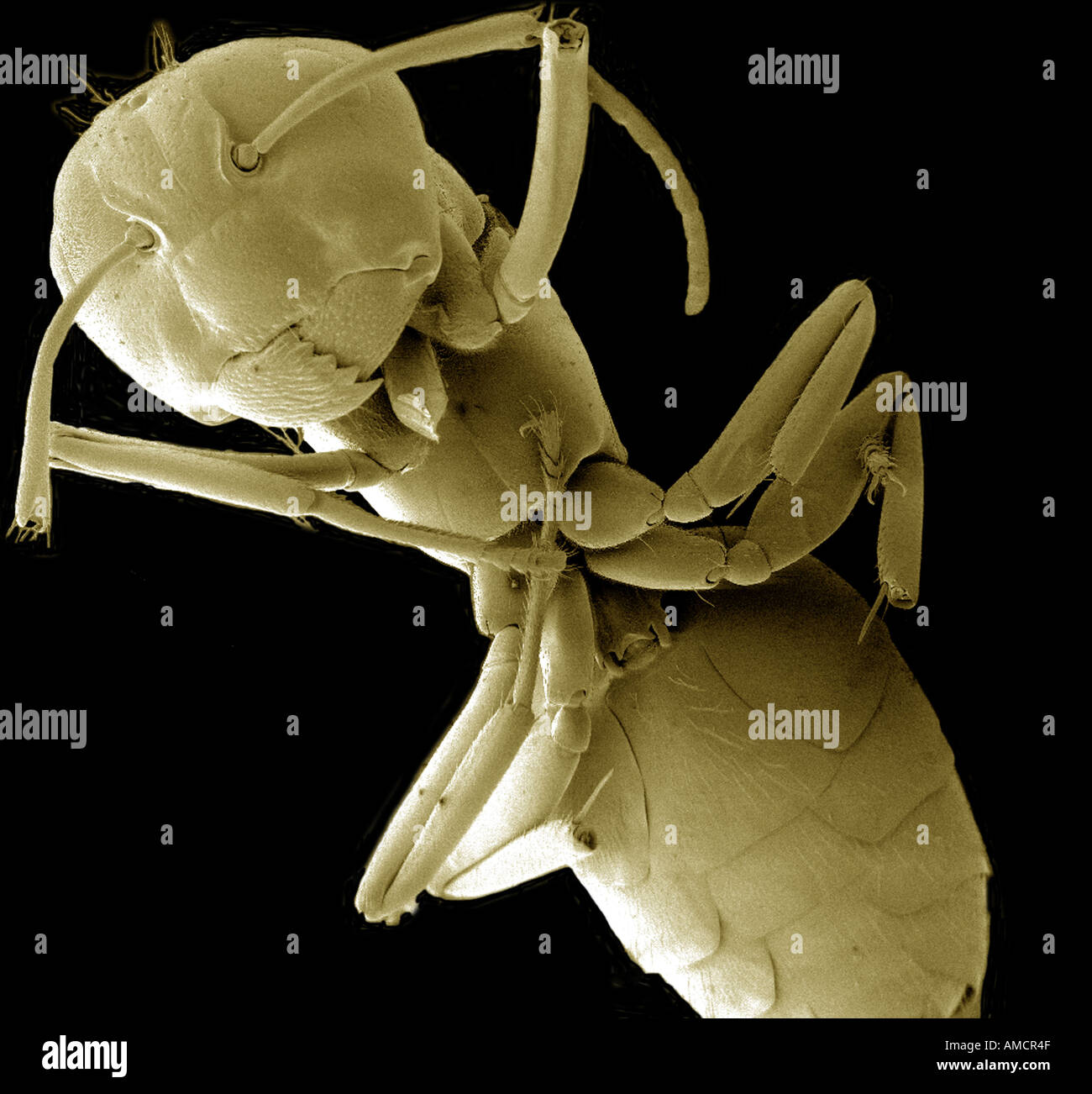 A scanning electron micrograph of an arthropod, magnified x7 Stock ...