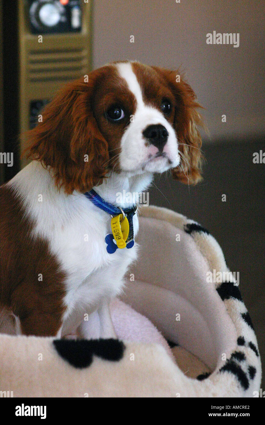 BENSON THE FUN LOVING KING CHARLES CAVALIER SPANIEL PUP Stock Photo - Alamy