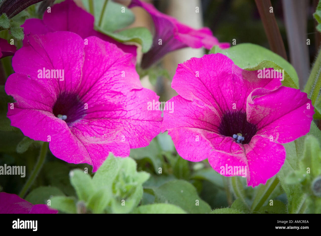 Image of wild violets hi-res stock photography and images - Alamy