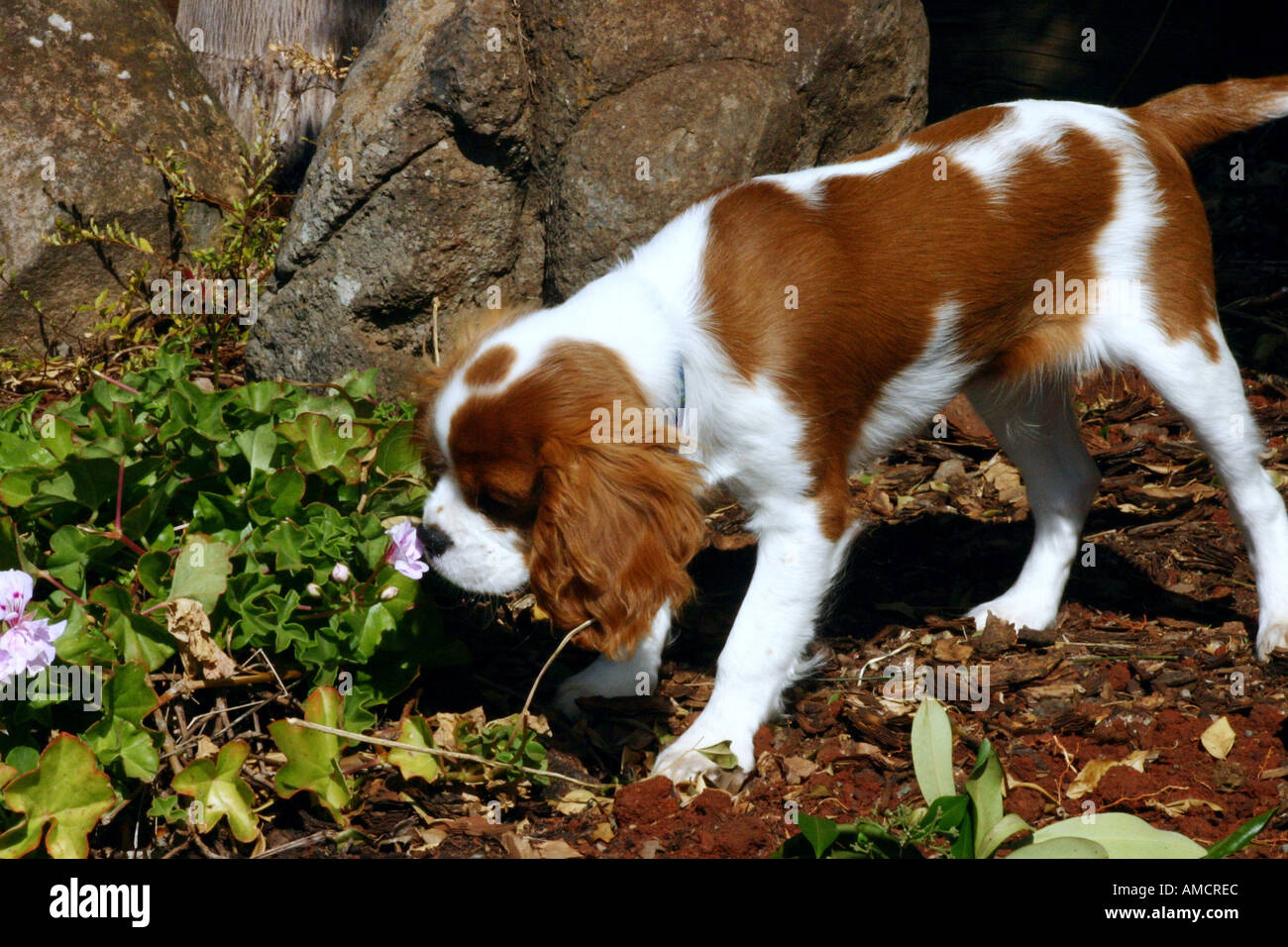 King charles cavaliar hi-res stock photography and images - Alamy