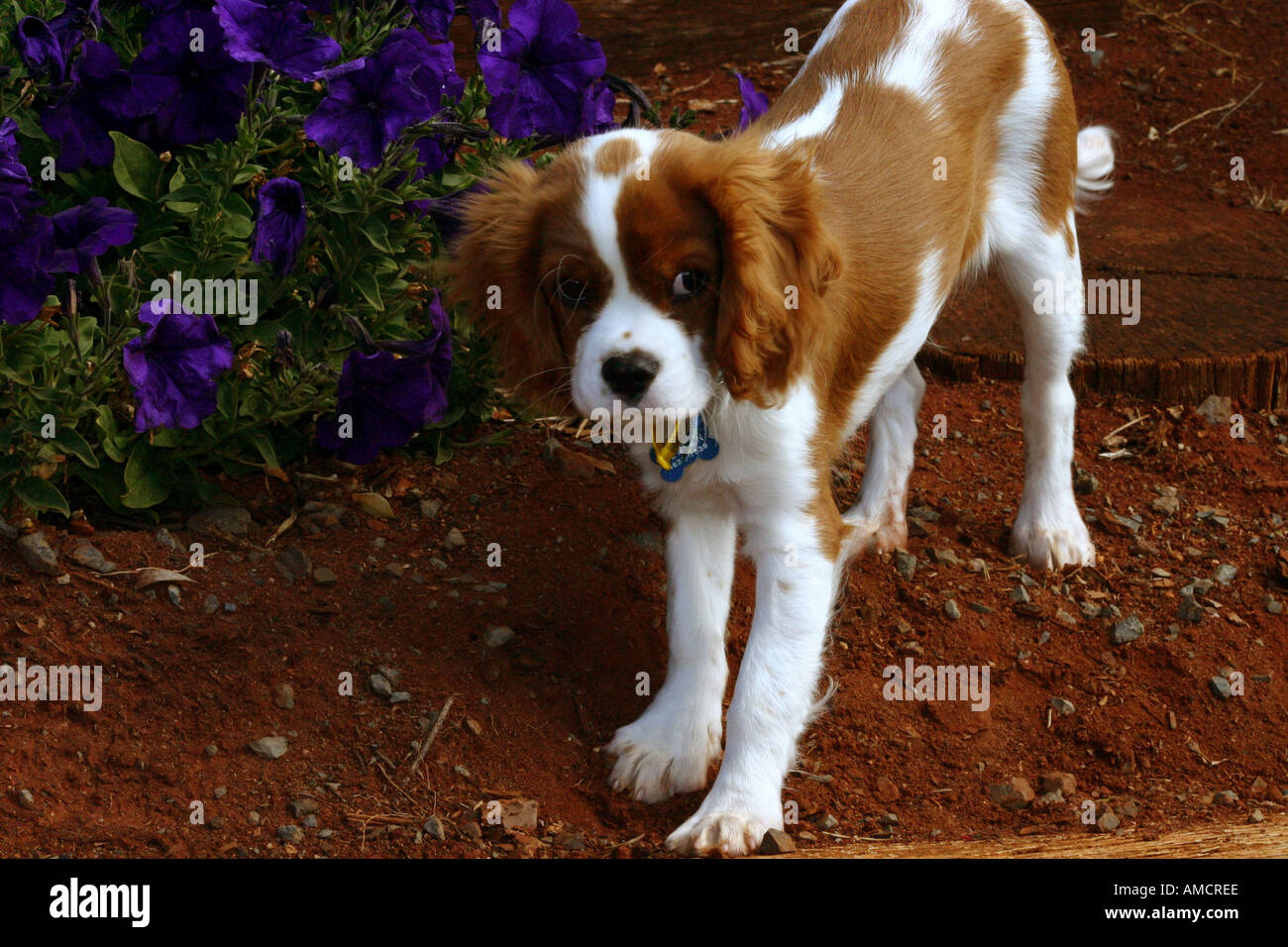 King charles cavaliar hi-res stock photography and images - Alamy