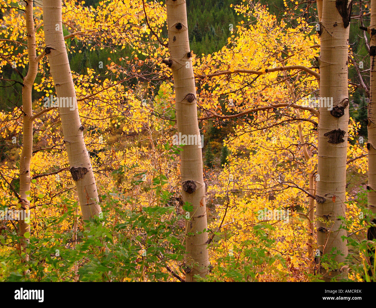 Aspen tree fall foliage colorado Stock Photo - Alamy