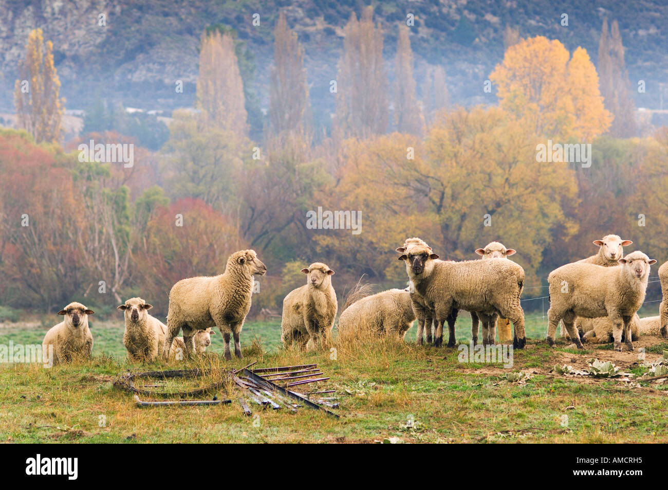 New zealand otago ranch hi-res stock photography and images - Alamy