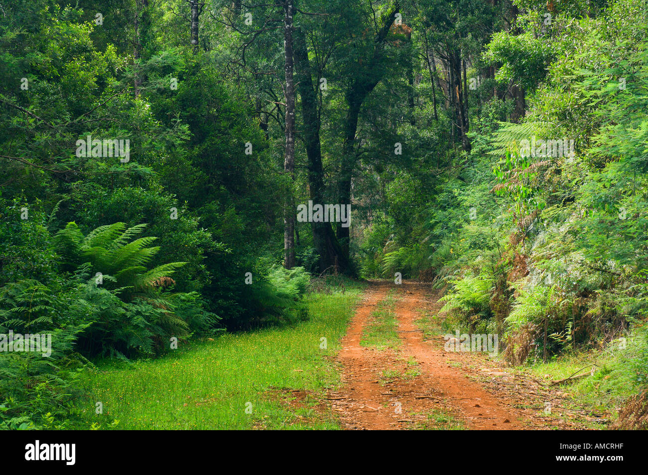 Road in Forest, Yarra Ranges National Park, Victoria, Australia Stock ...