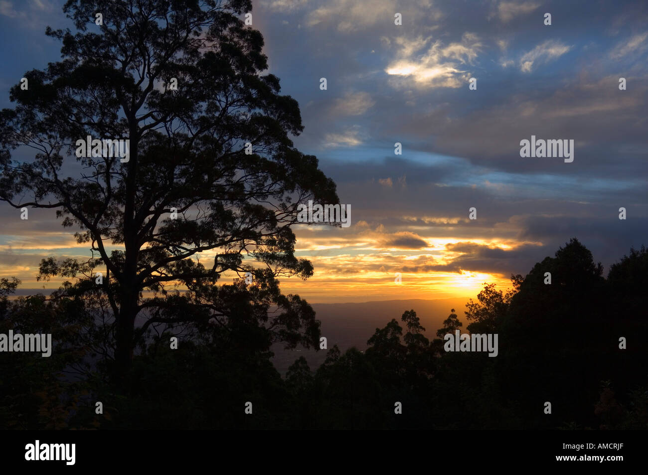 Tree at Sunset, Yarra Ranges National Park, Victoria, Australia Stock ...