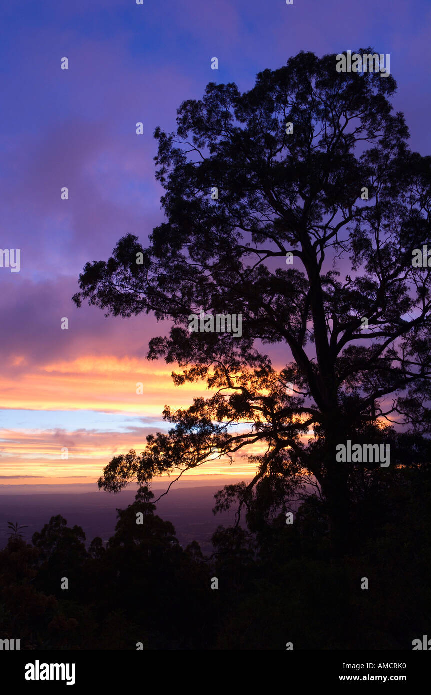 Tree at Sunset, Yarra Ranges National Park, Victoria, Australia Stock ...