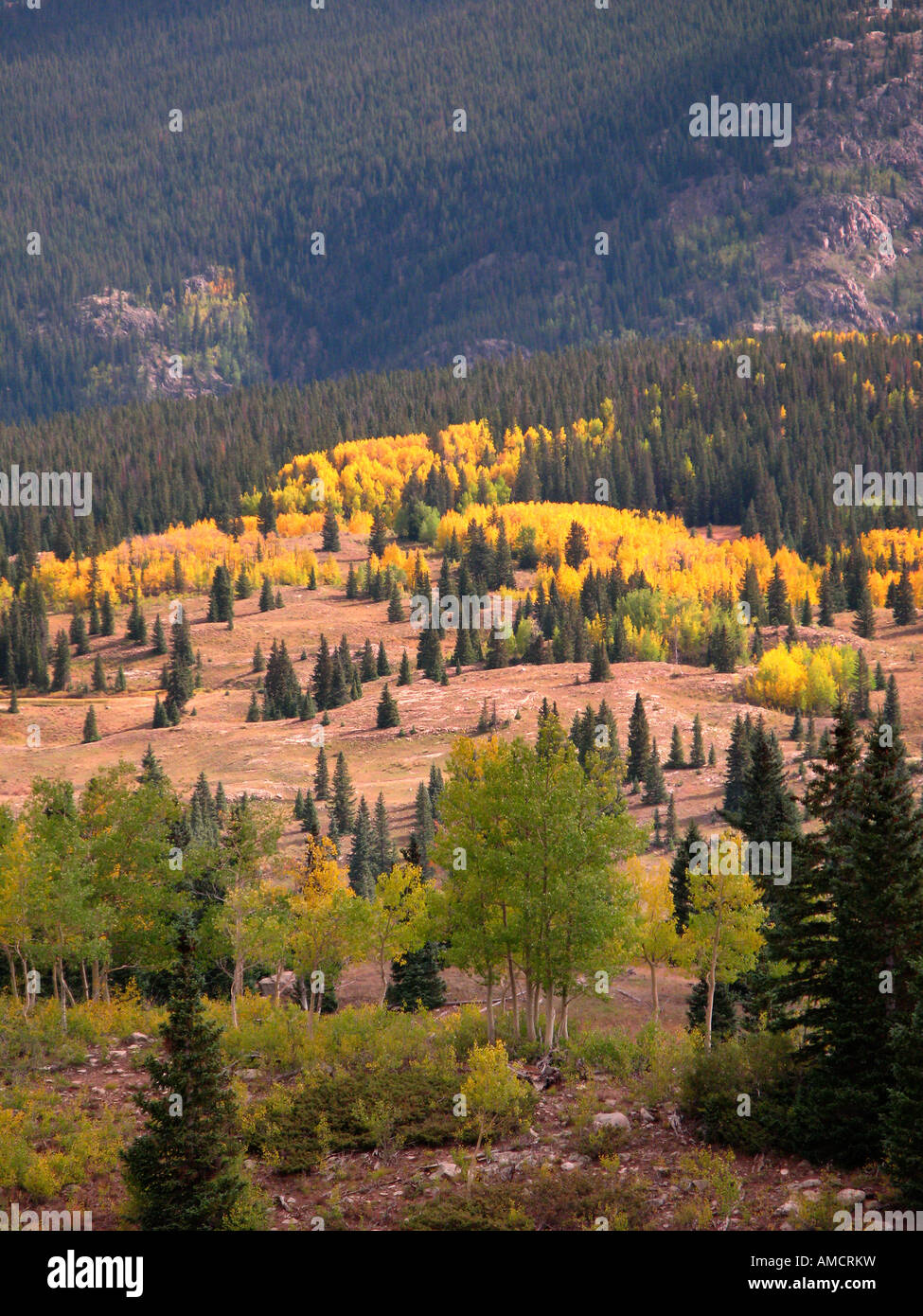 Aspen tree hi-res stock photography and images - Alamy