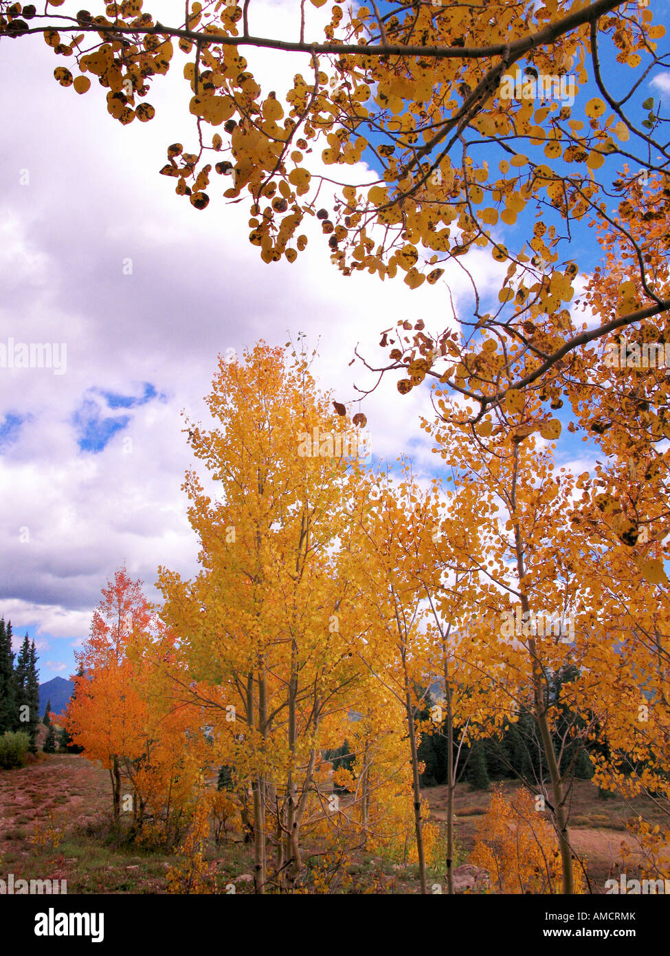 Aspen tree fall foliage colorado USA Stock Photo - Alamy