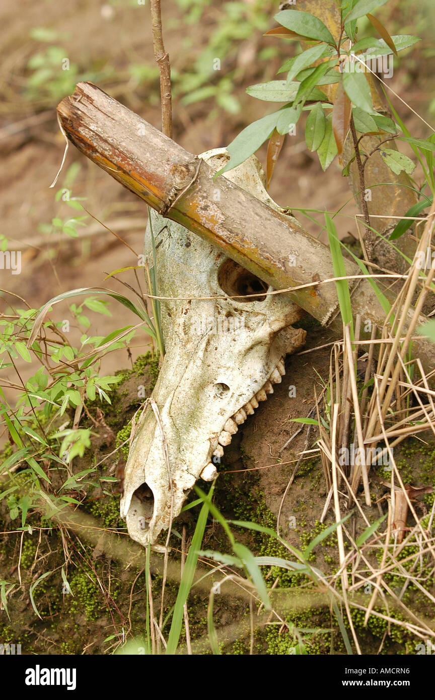 Close up horse near forest hi-res stock photography and images - Alamy