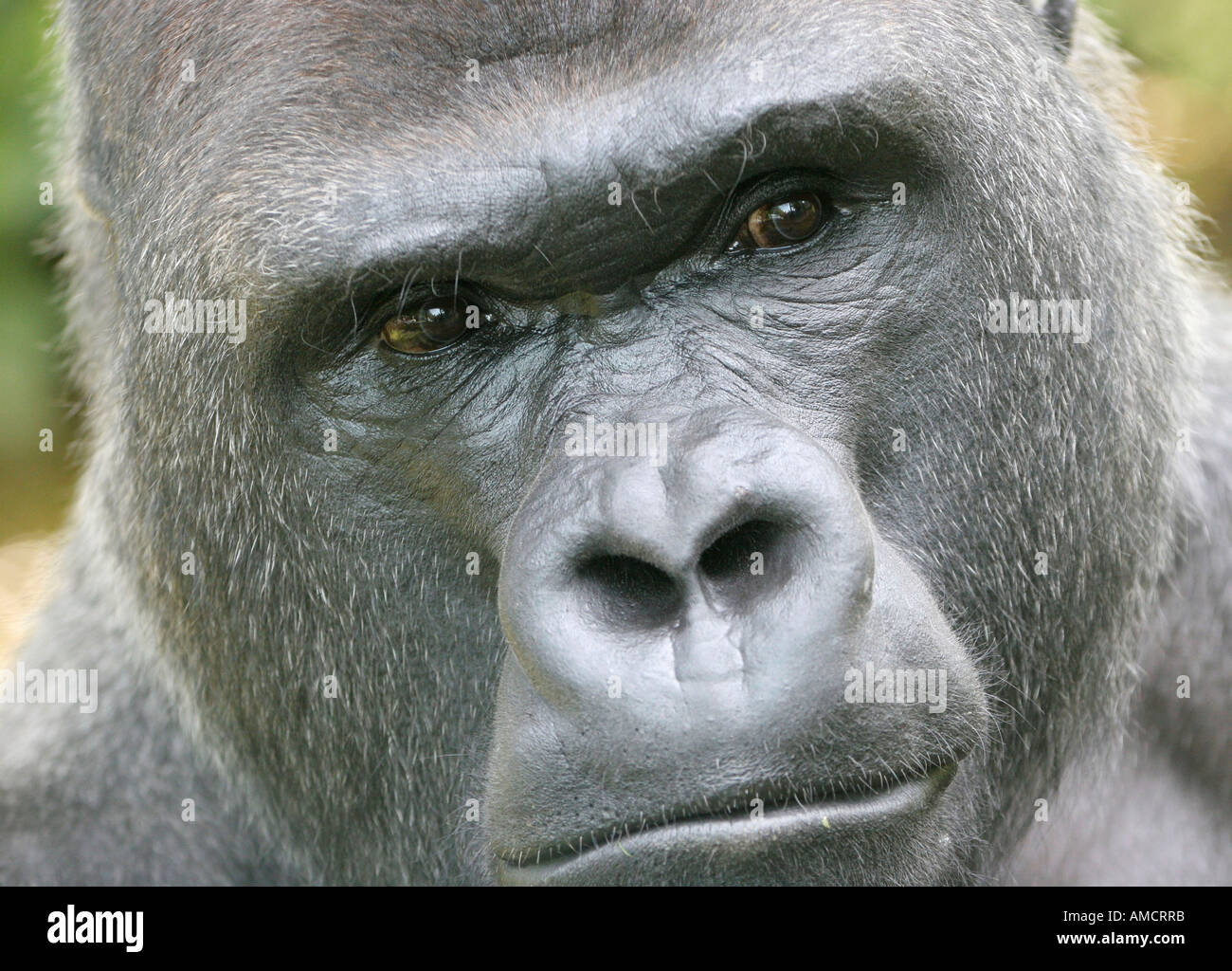 Gorilla close up Stock Photo - Alamy