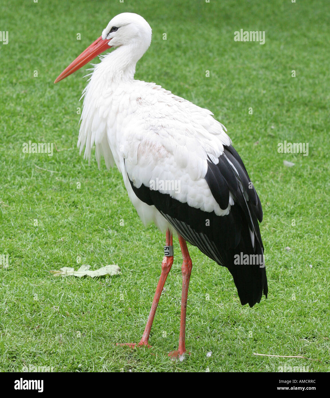 Stork side view Stock Photo - Alamy