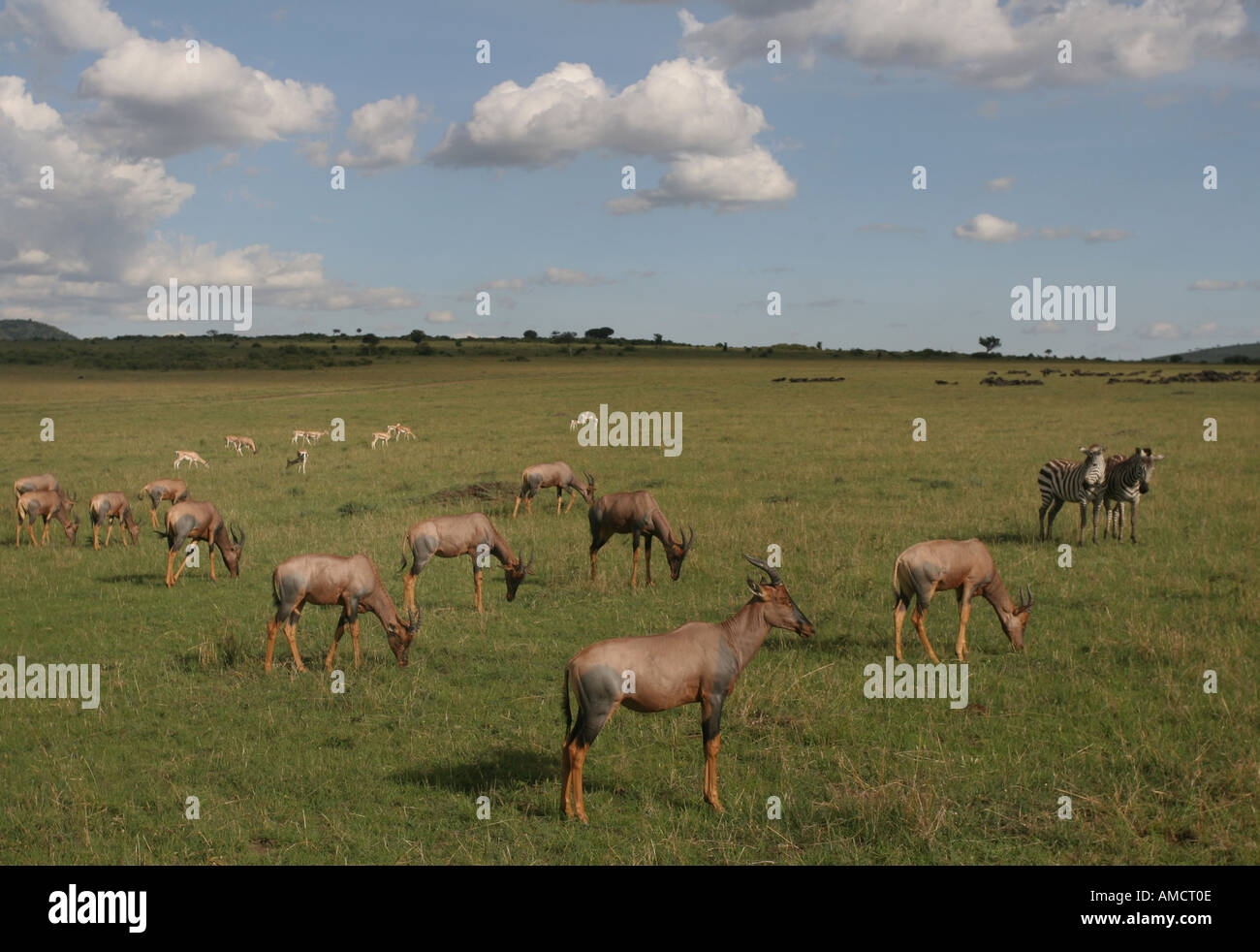 Topi pair hi-res stock photography and images - Alamy