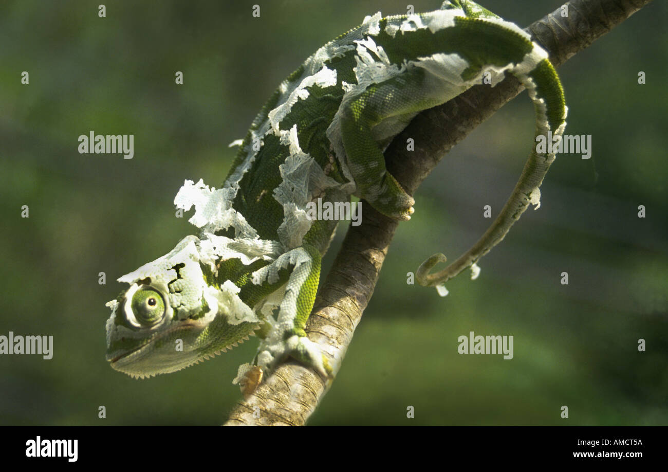 Close-up of a chameleon molting its skin Stock Photo - Alamy