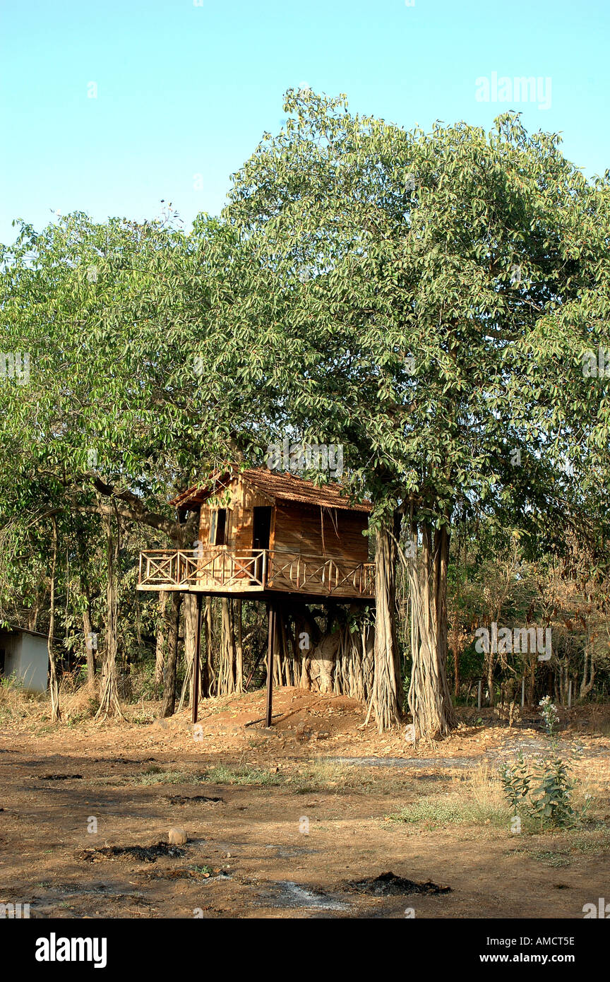 Tree house around banyan tree Stock Photo - Alamy