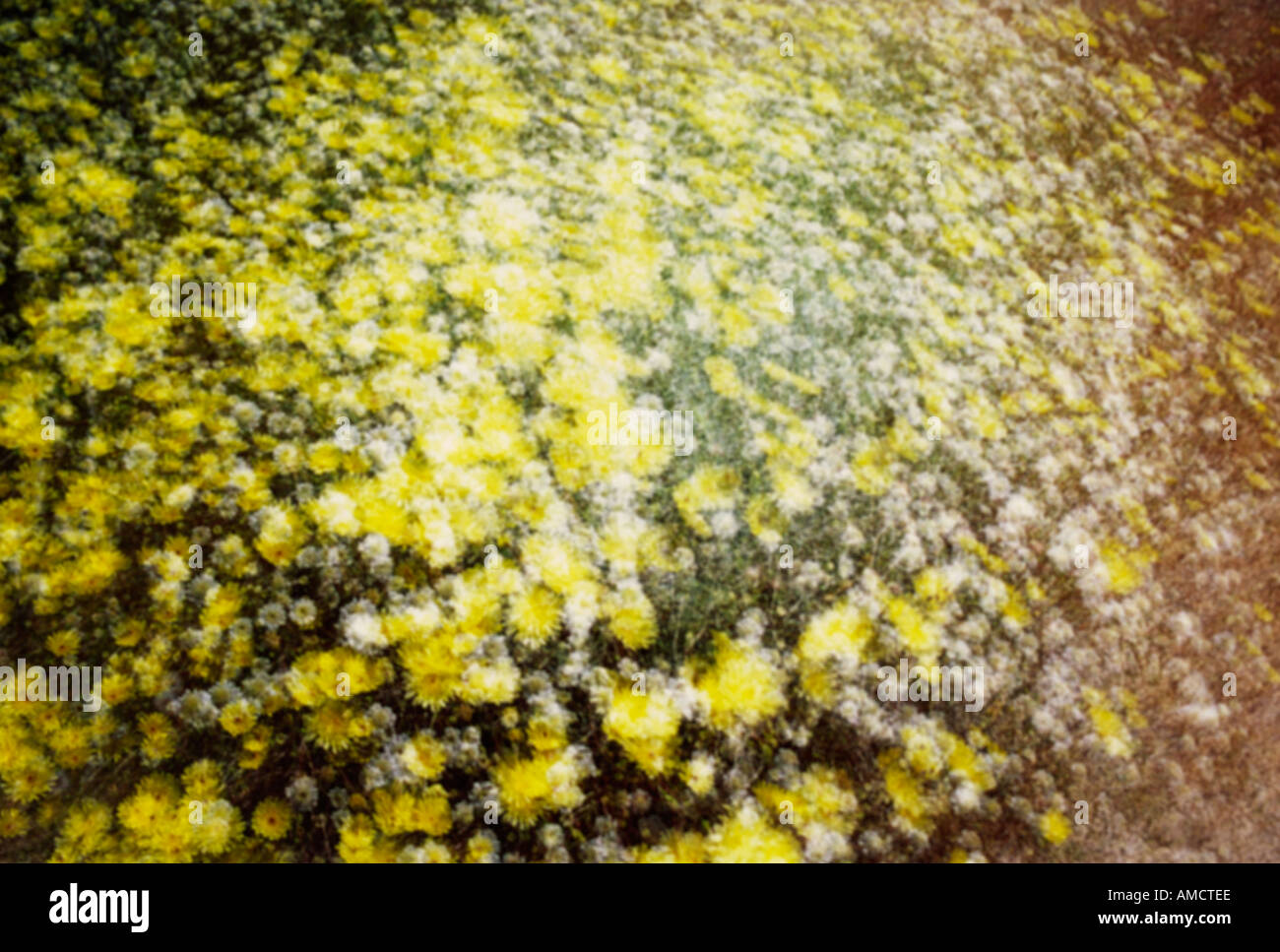 Pinto basin hi-res stock photography and images - Alamy