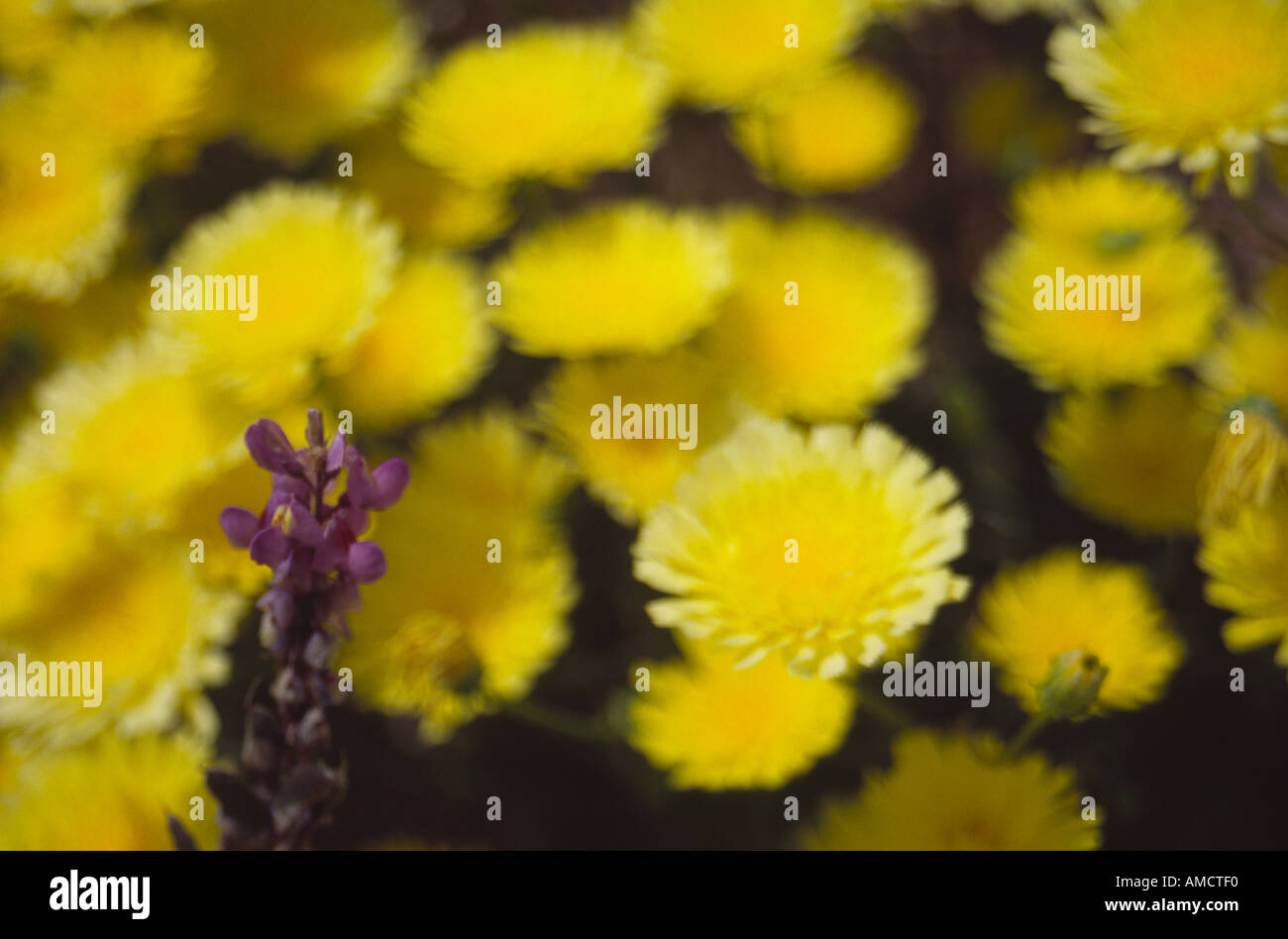 Pinto basin hi-res stock photography and images - Alamy