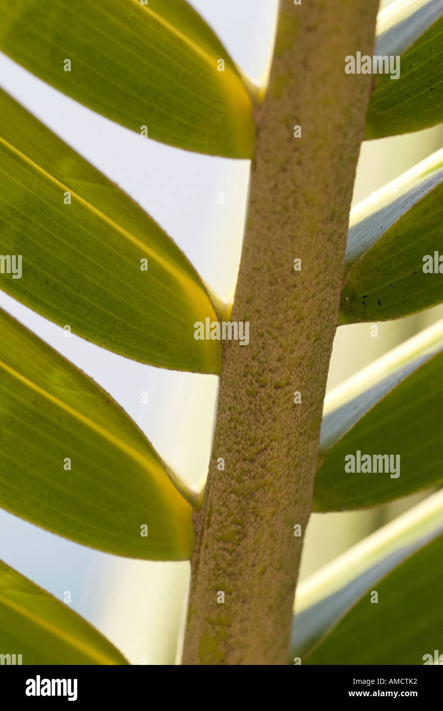 Leaves of palm front close up Stock Photo - Alamy