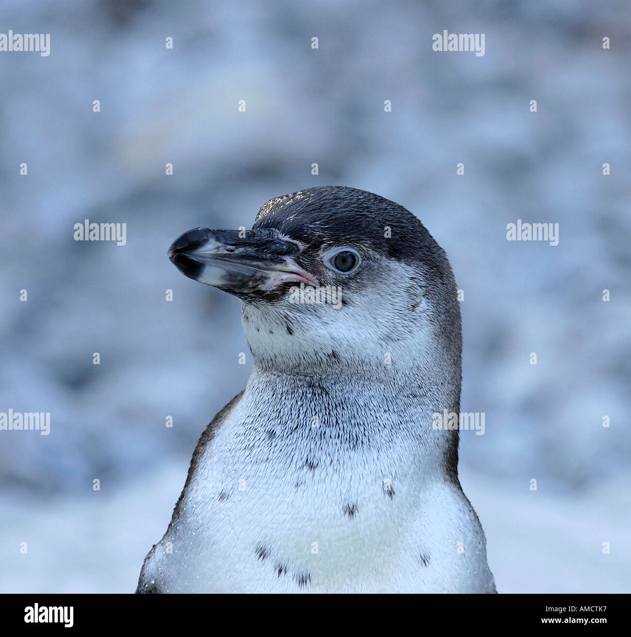 Penguin close up Stock Photo - Alamy