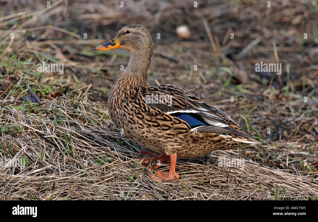 Mallard duck side view close up Stock Photo - Alamy