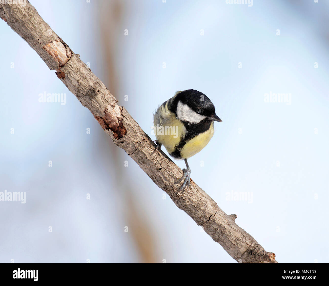 Great titmouse sitting on branch Stock Photo - Alamy