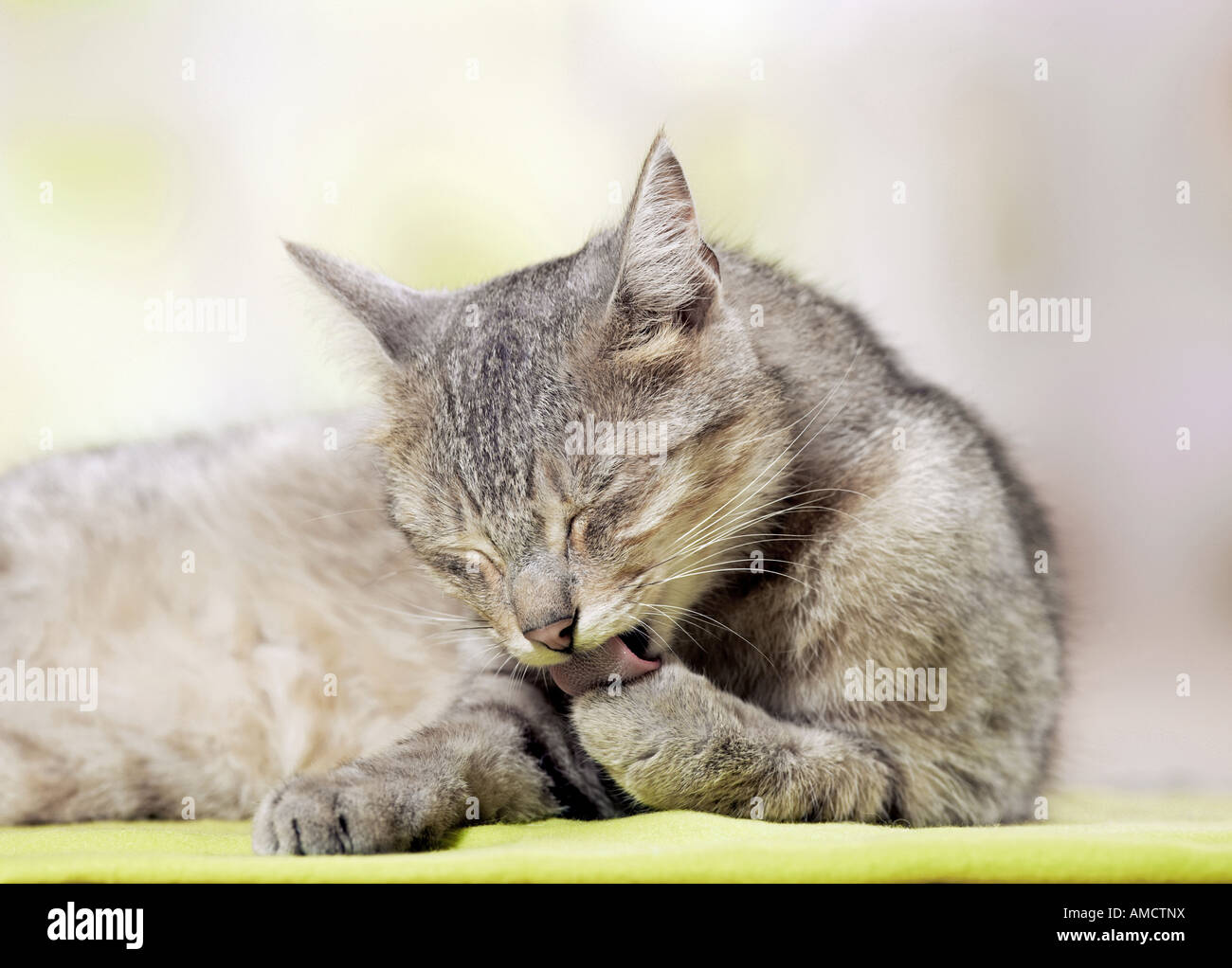 domestic cat - preening paw Stock Photo - Alamy