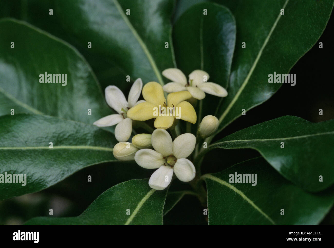 Pittosporum - pitosforo Stock Photo - Alamy