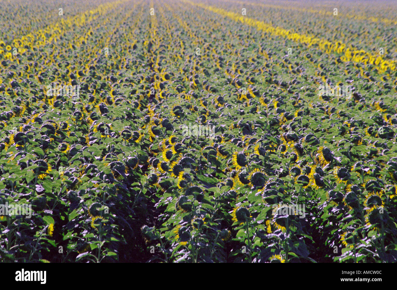 Sunflower field in Northern California USA Stock Photo - Alamy