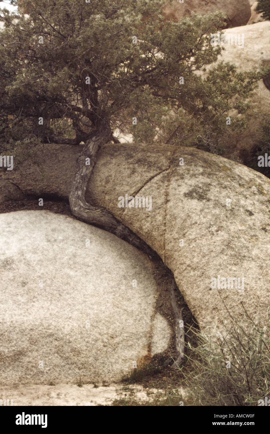 A tree growing between rocks in Joshua Tree National Park California ...