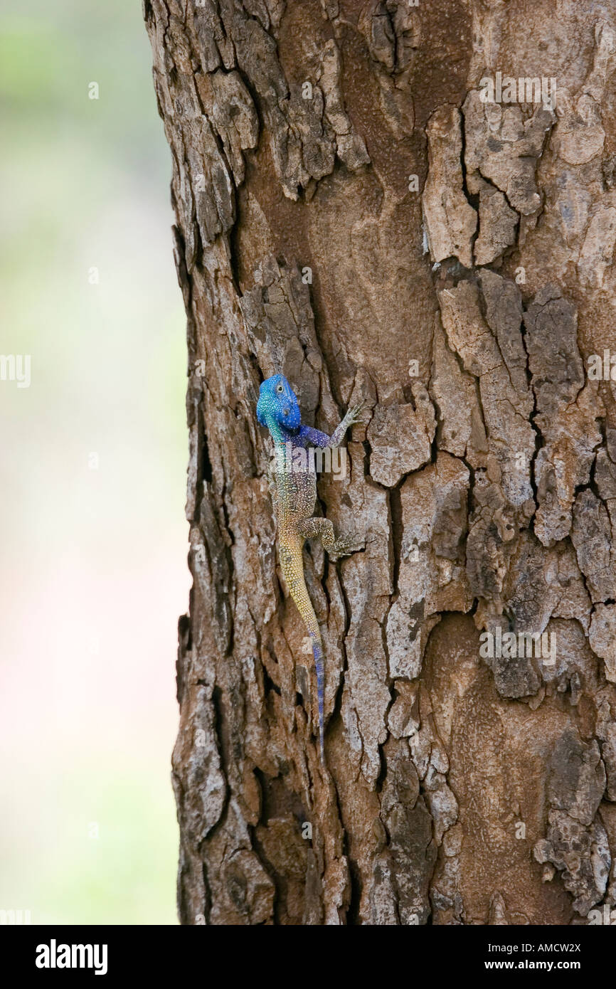 Blue-headed tree agama Stock Photo - Alamy