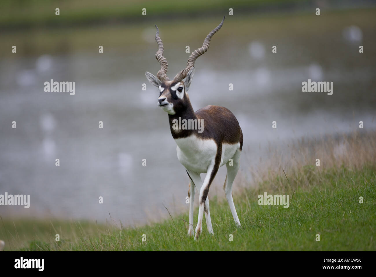 Extinct in pakistan hi-res stock photography and images - Alamy