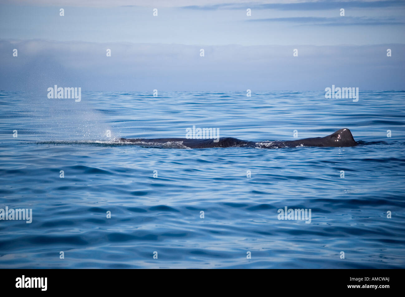 Sperm whale pod hi-res stock photography and images - Alamy