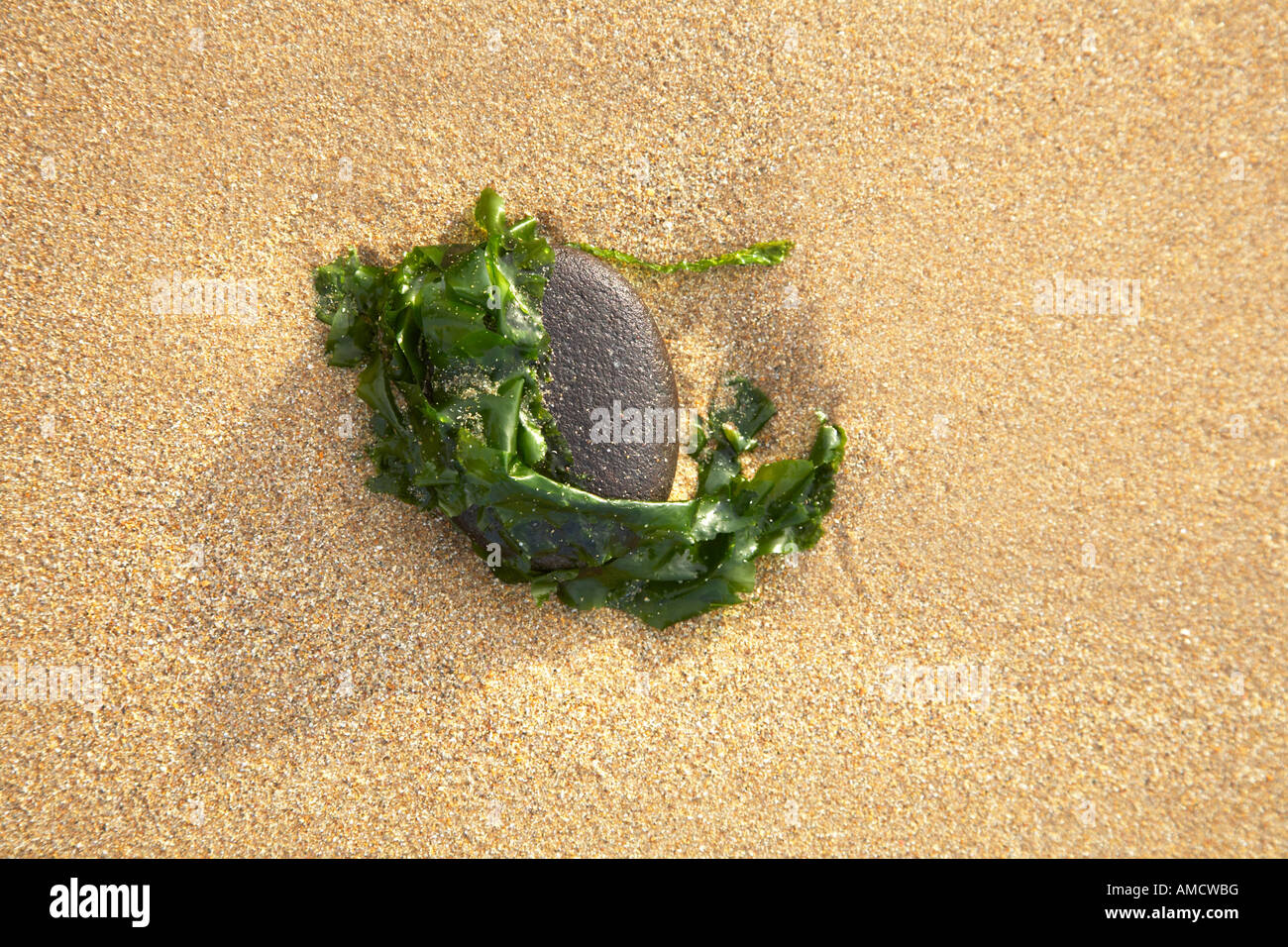 Sand seaweed hi-res stock photography and images - Alamy