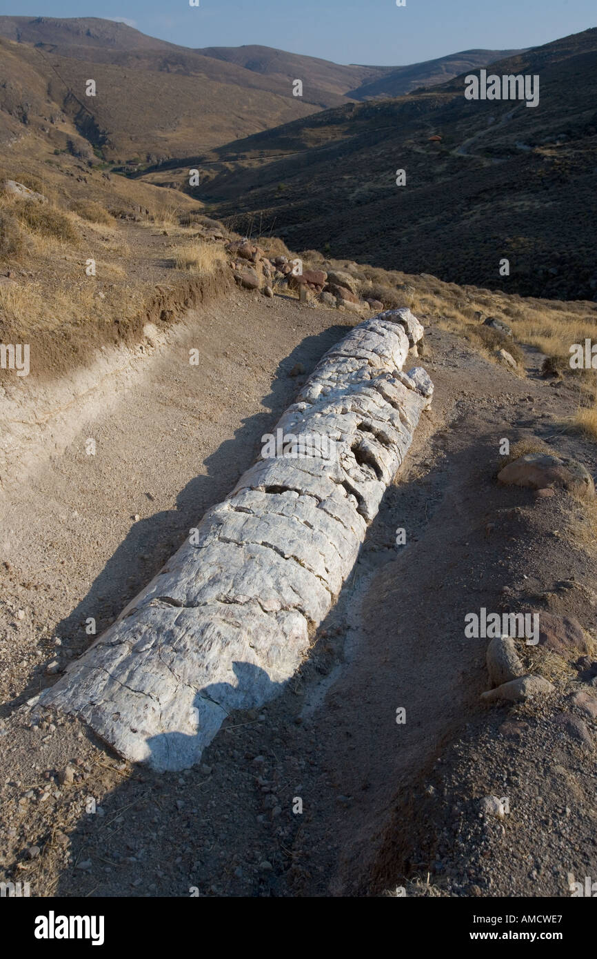 Petrified tree up to 20m years old in Lesbos Greece Stock Photo - Alamy