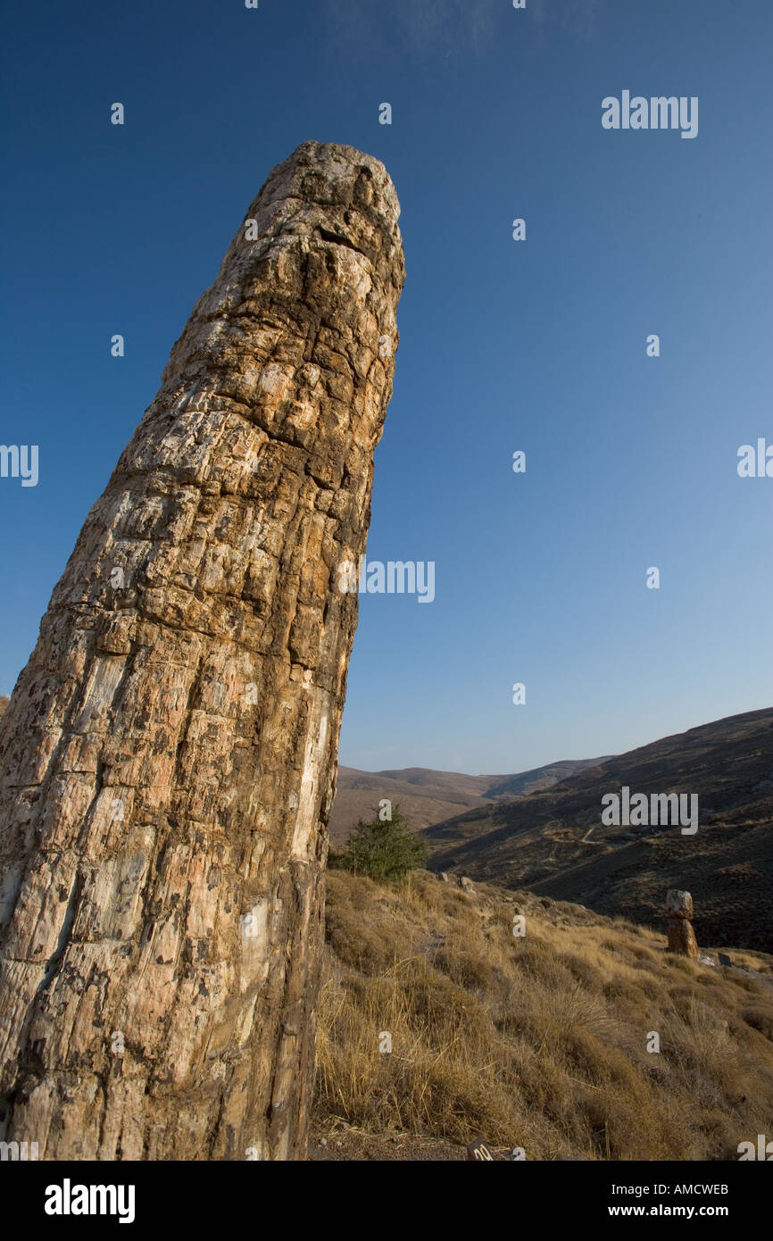 Petrified trees lesbos hi-res stock photography and images - Alamy