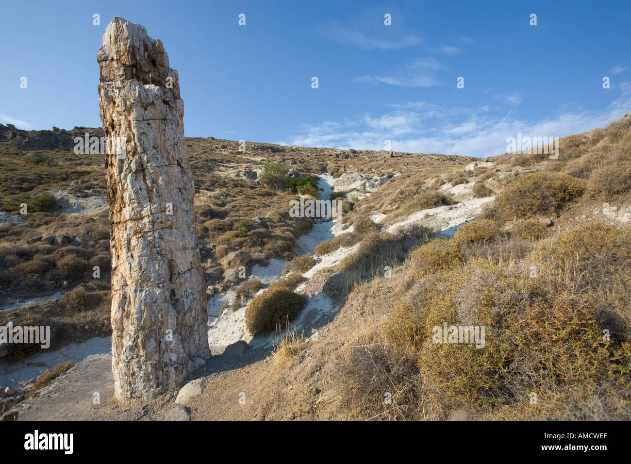 Petrified trees lesbos hi-res stock photography and images - Alamy