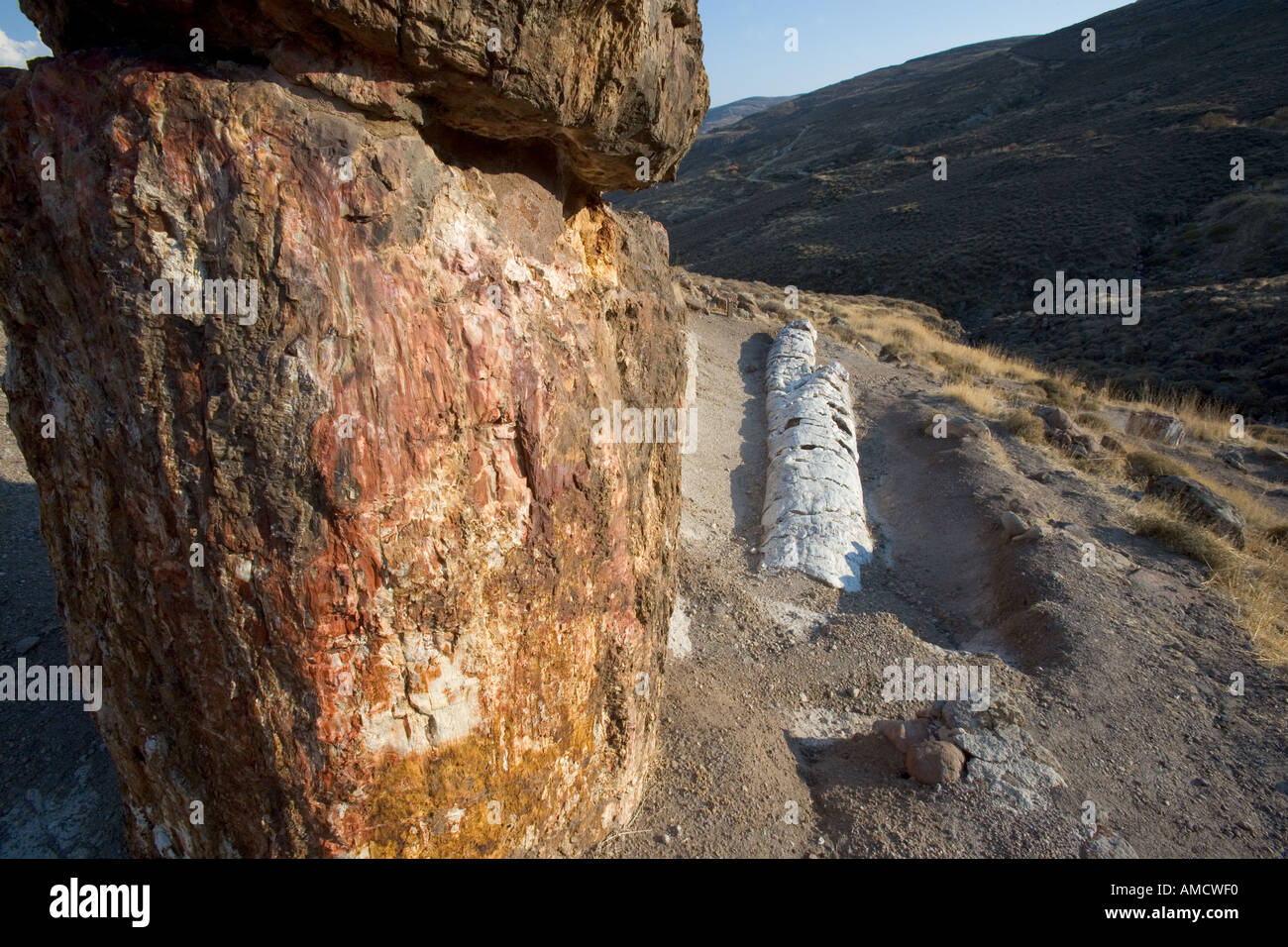 Petrified trees lesbos hi-res stock photography and images - Alamy