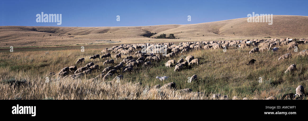 Black and white hills sheep hi-res stock photography and images - Alamy