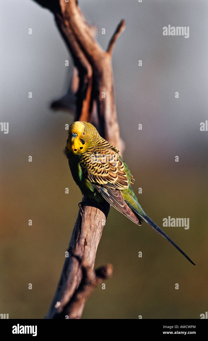 Portraits birds budgerigar budgie hi-res stock photography and images ...