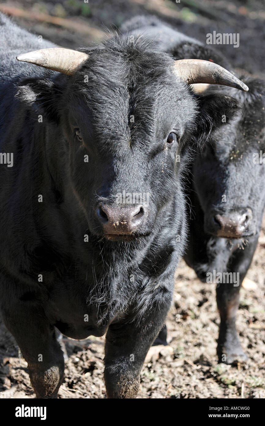 Rindvieh cattle hi-res stock photography and images - Alamy