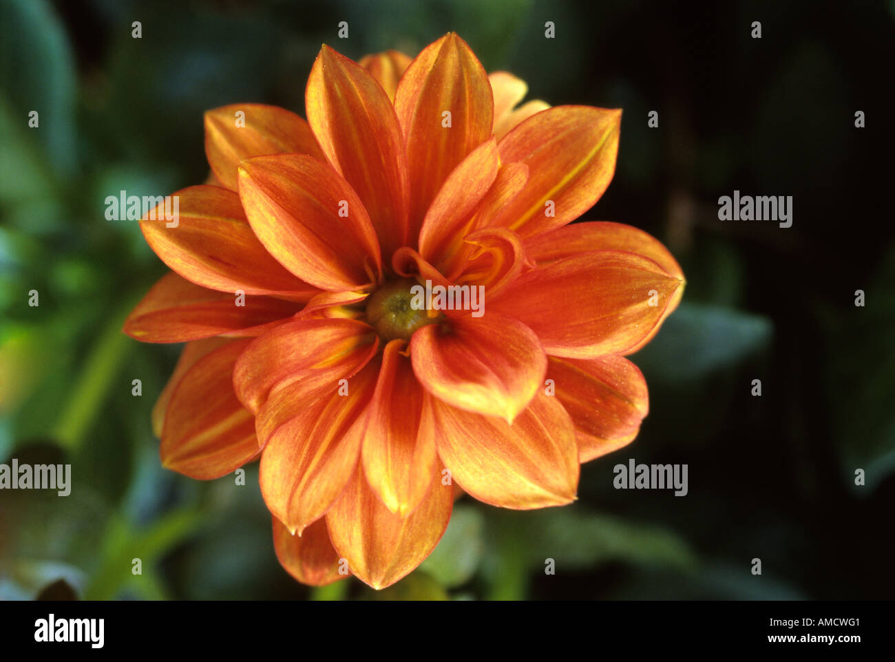 Dalia dalia sp hi-res stock photography and images - Alamy