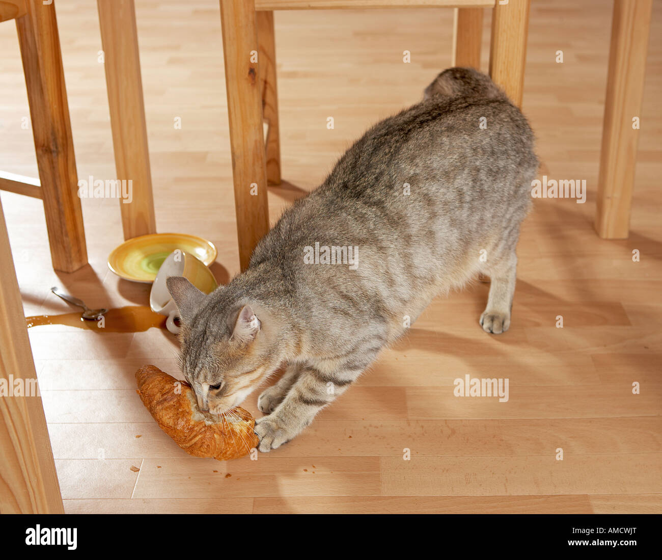 bad habit : domestic cat munching croissant Stock Photo - Alamy