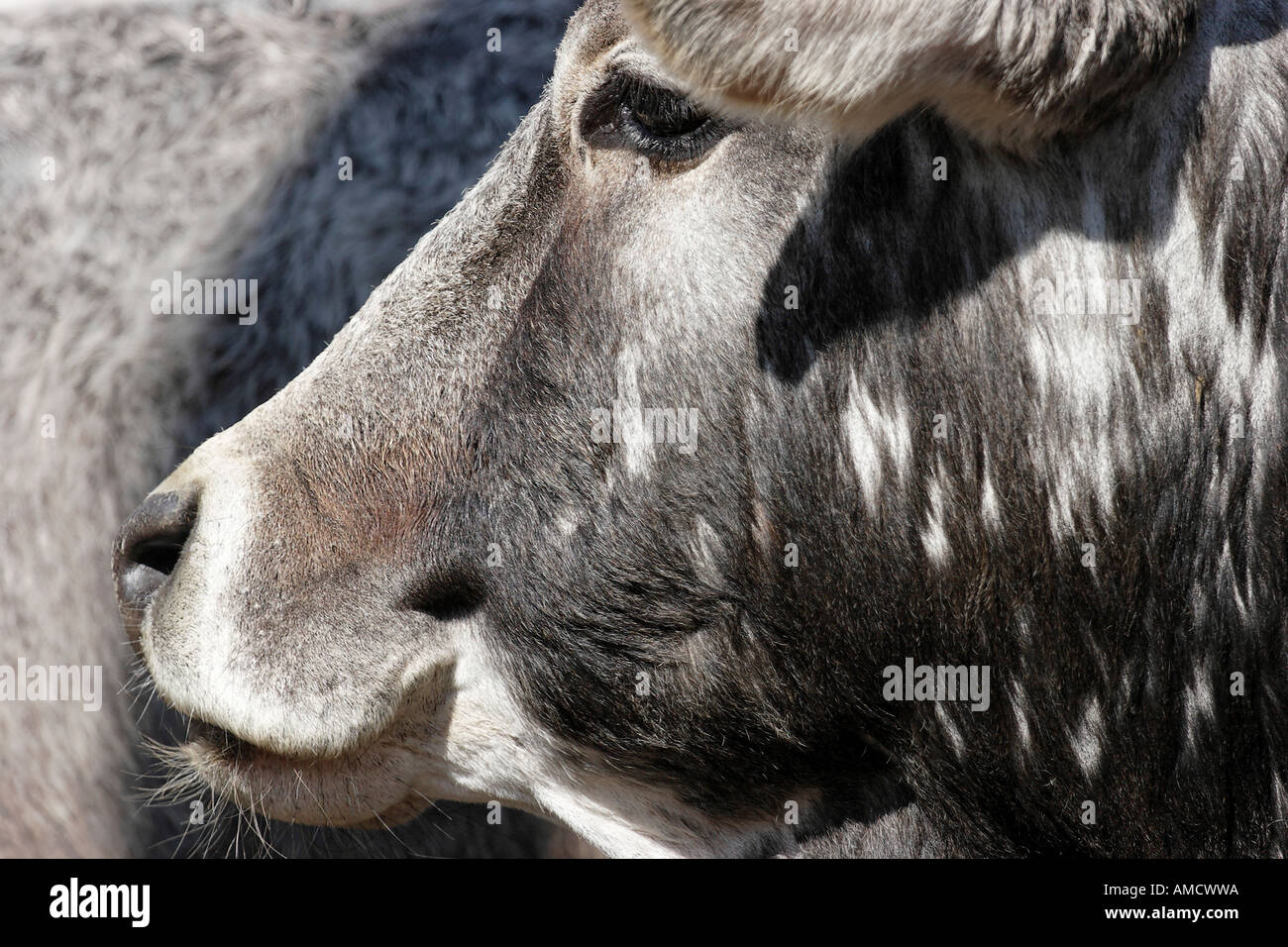 Cow close up side view Stock Photo - Alamy