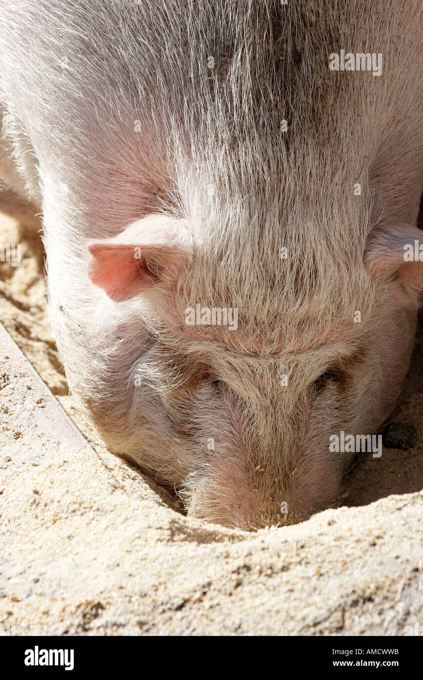 Pig close up elevated view Stock Photo - Alamy