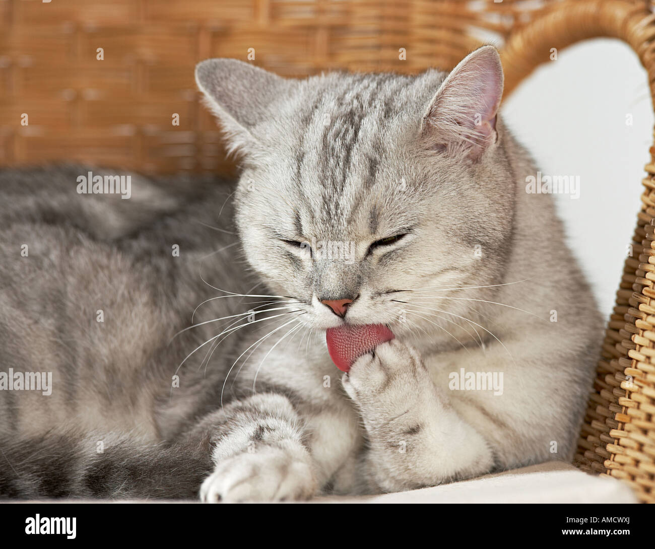 Cat grooming itself hi-res stock photography and images - Alamy