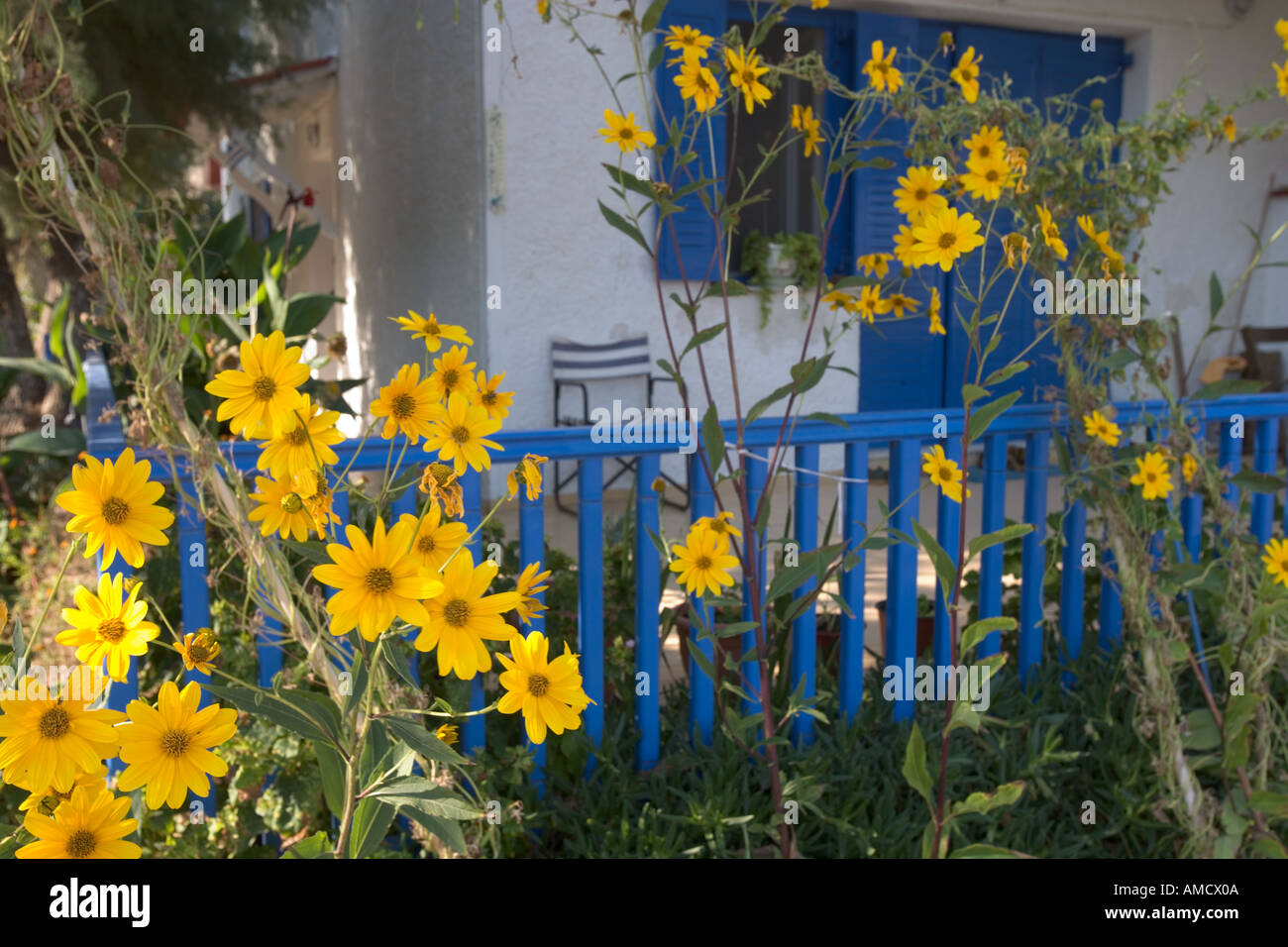 Yellow Daises Skala Kalloni Greece Stock Photo - Alamy