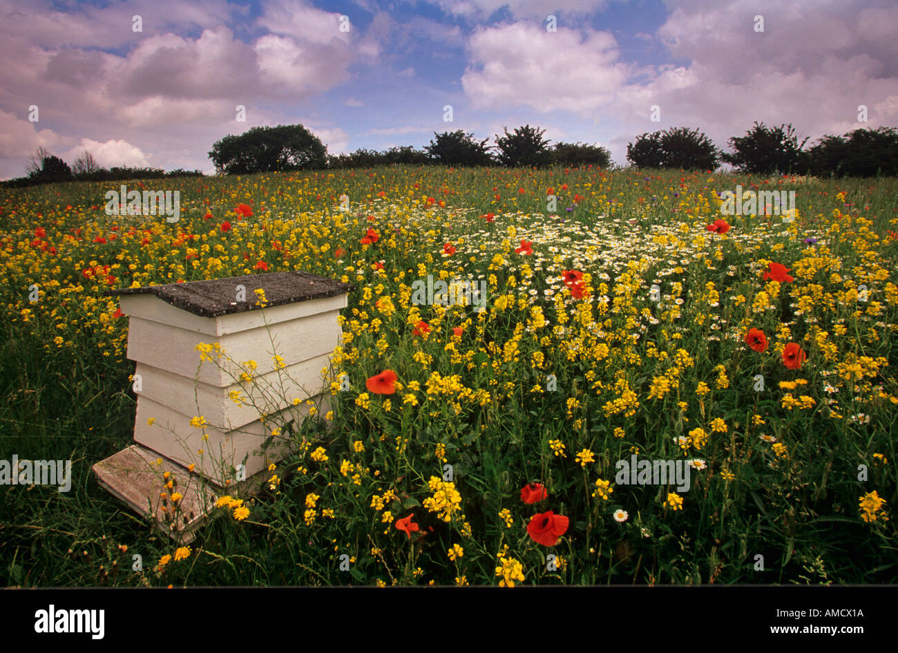 Traditional bee hives in Chiltern wildflower meadow Buckinghamshire ...
