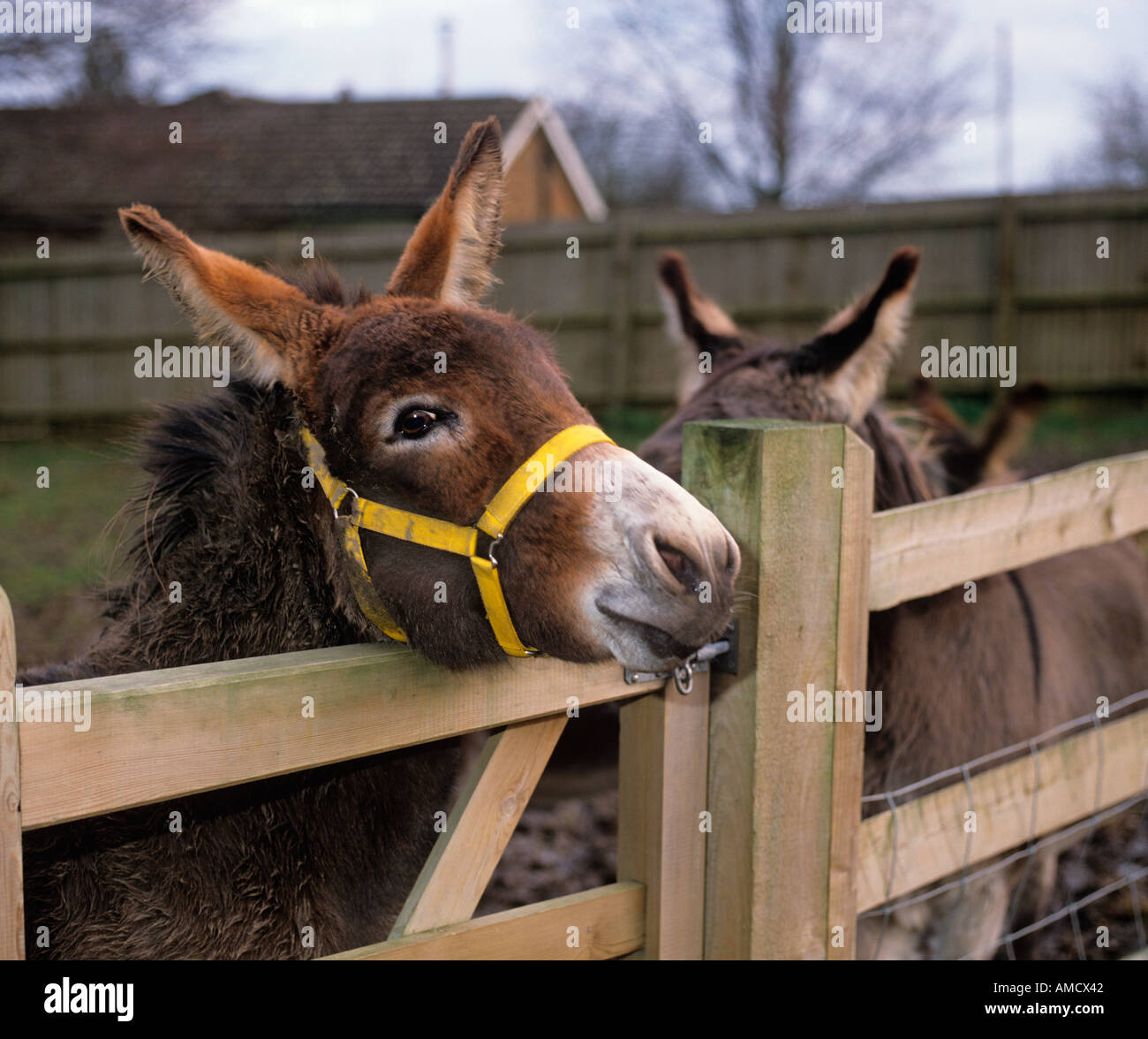 Donkey at Feeding Time Stock Photo - Alamy