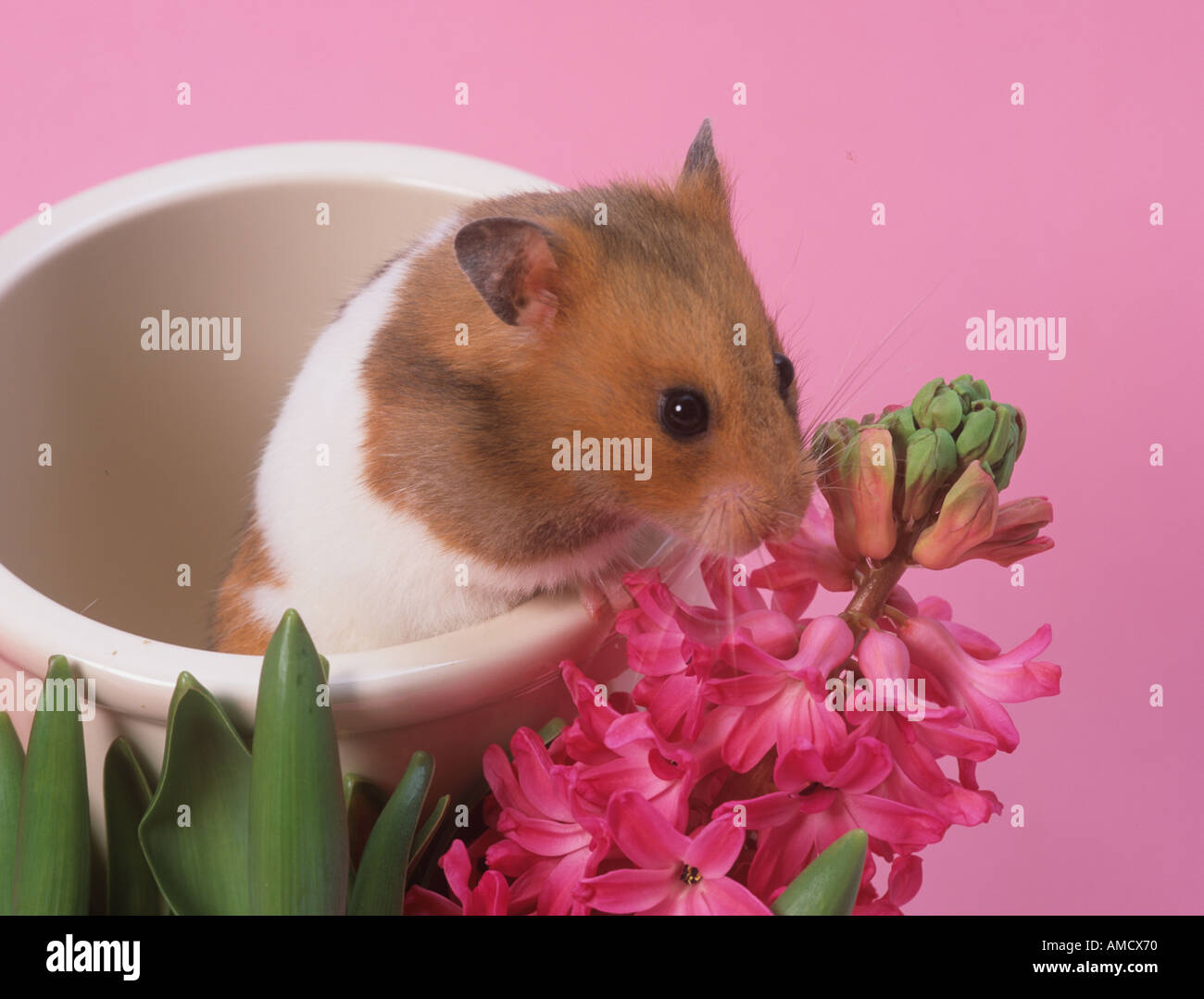 Hamsters With Flowers