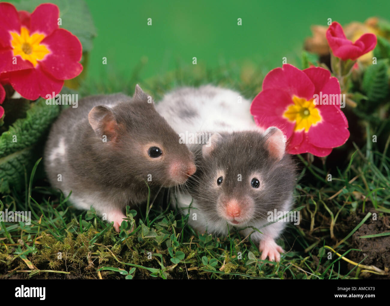 Variable fur colours hi-res stock photography and images - Alamy